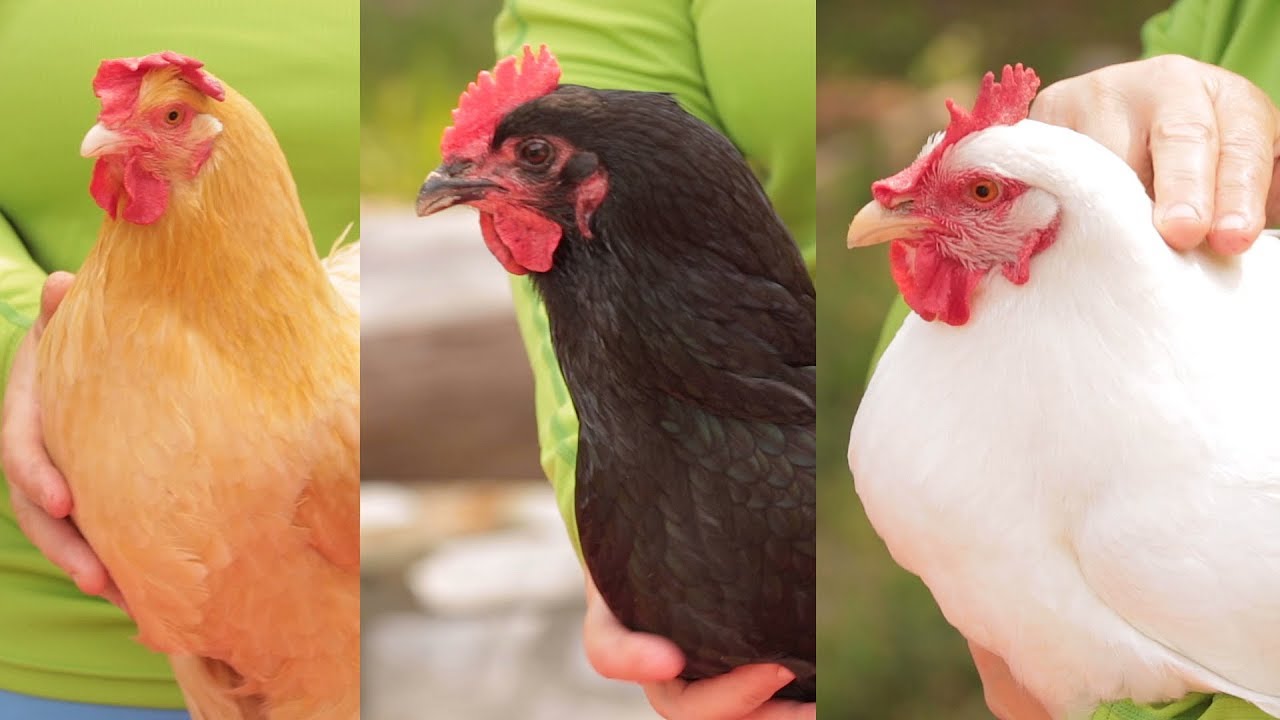 These 3 Chicken Breeds Are A Sure Thing