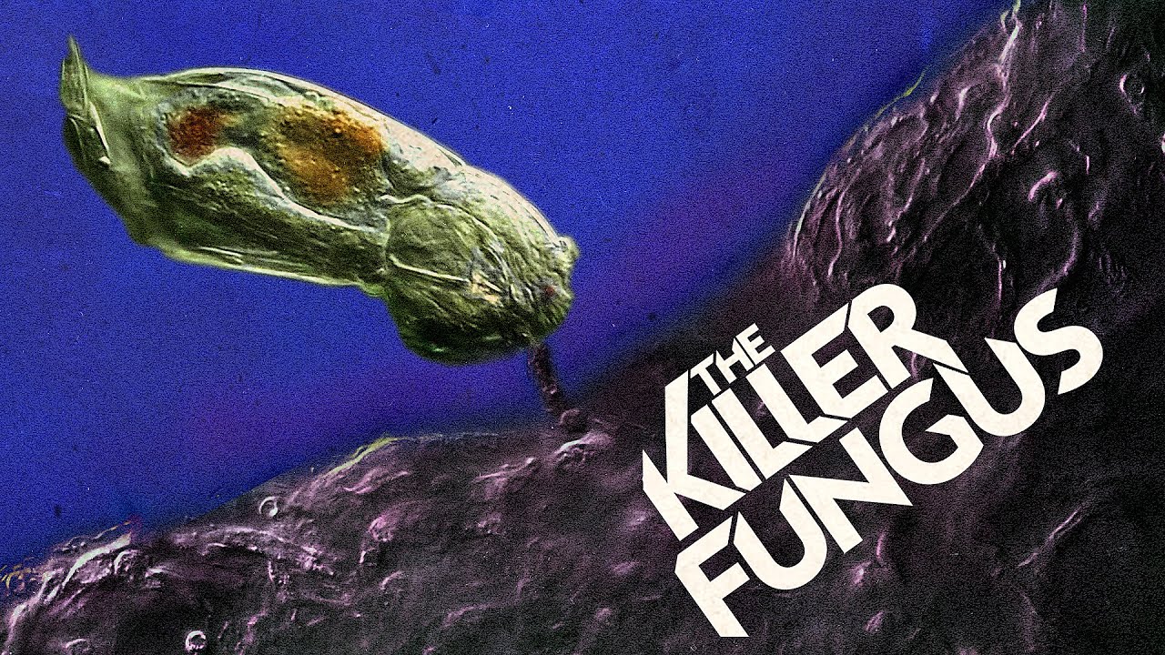 This Microscopic Killer Wears Its Victims