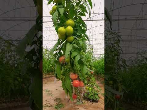 Tomato cultivationin the Netherlands | Tomatoes farming