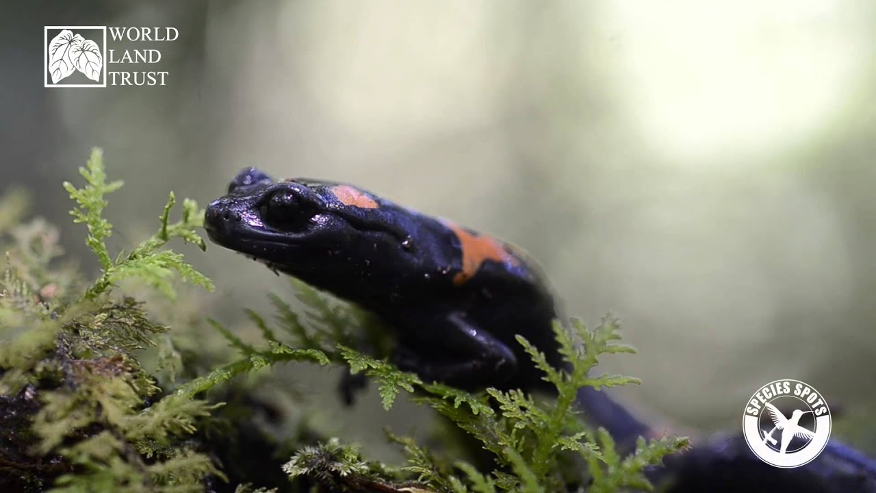 Species Spot - Bell's False Brook Salamander