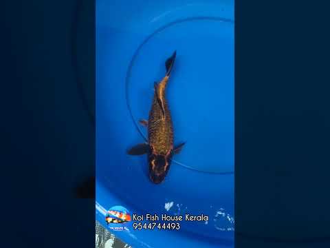 Japanese Koi Fish