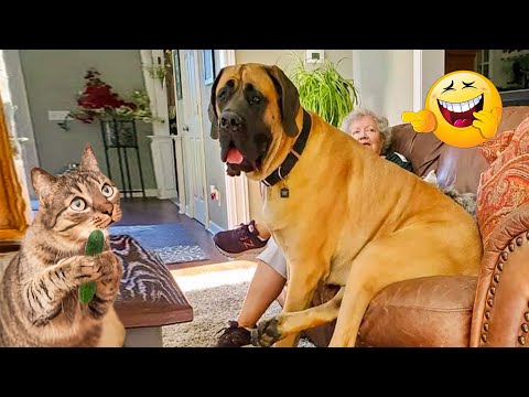 Funniest Cats And Dogs Videos 🤣🐶Cute and Funny Animals That Will Make Your Day😻🐶