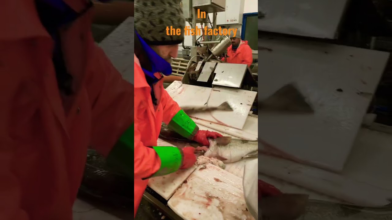 In the fish factory #shortsvideo #north #arctic #northnorway #codfishing #winter #fresh #sea