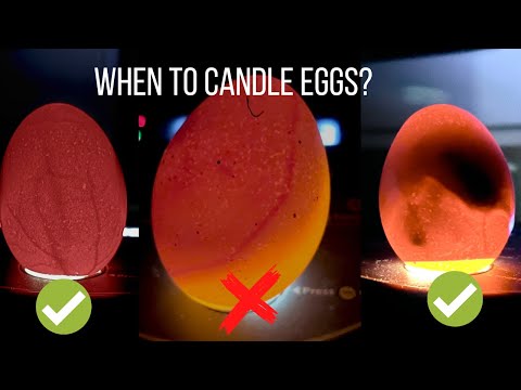 When to Candle Chicken Eggs | What is a Red Ring?