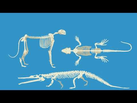 Skeletal System simply explained for Kids
