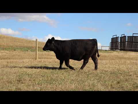 Lot 17 Black Gold/CD Flirtin 230H