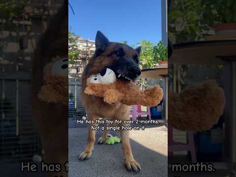 Gentle giant #dog #germanshepherd #shorts