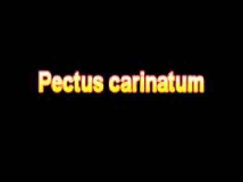 What Is The Definition Of Pectus carinatum Medical School Terminology Dictionary