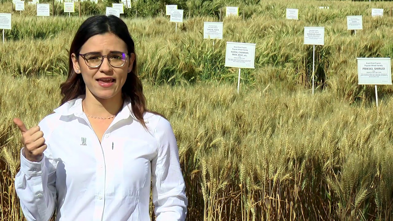 Carolina Rivera explains wheat physiology