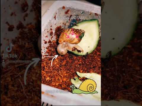 WATCH ME EAT!! African Land Snail | BABY | SnailsInWales!!