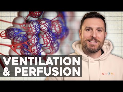The Physics Behind Our Breath (Ventilation, Perfusion, and Partial Pressure) | Corporis