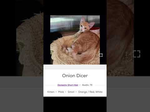 Silly Cat Names on PetFinder Part 4 #cat #catlover