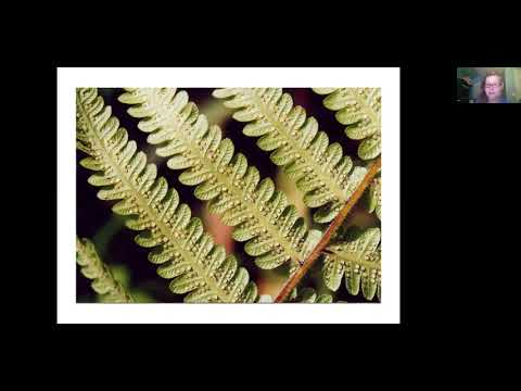 Mosses, Ferns, and Gymnosperms
