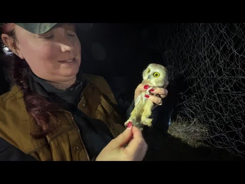 Nighttime owl research | Check It Out with Chelsea