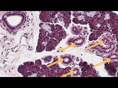 Epithelium Definition & Classification