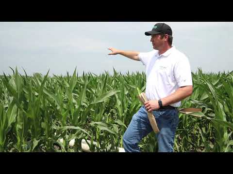 Corn Tissue Sampling Ward Laboratories, Inc