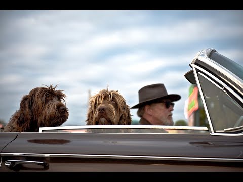 A note on traveling with large dogs in your aircraft