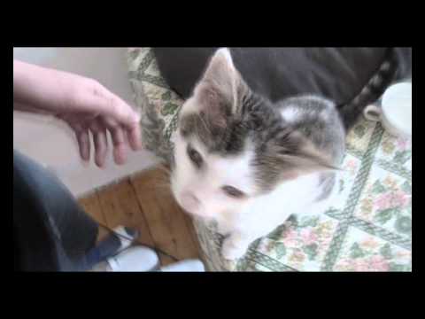 Lincoln The Cat