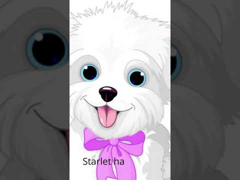 Attributive Adjectives| Definition with example| Types of Verb| Learn English Grammar #Shorts