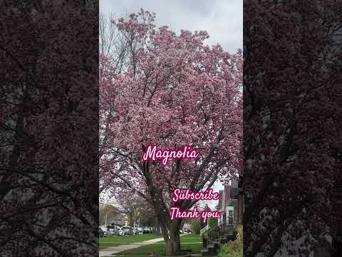 Beautiful Magnolia In Full Bloom