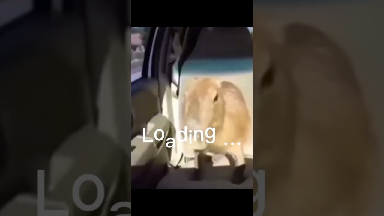 Capybara Egghatchables 2 #capybara #egg #memes