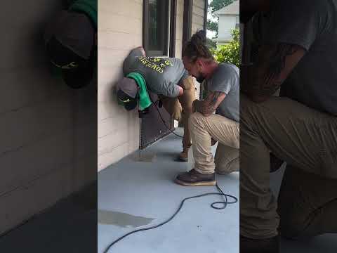 Termites, oh my!