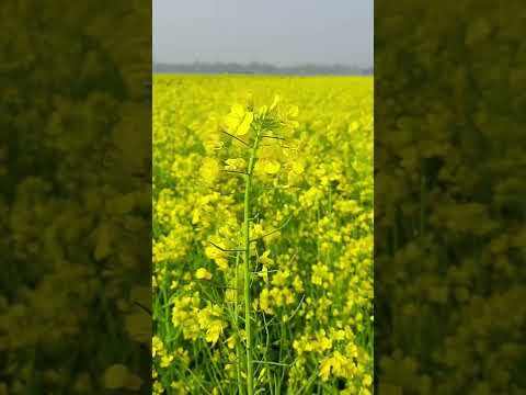 Chemical Farming - How To Convert Chemical Farming Into Natural /Organic Farming|Effects Of #shorts