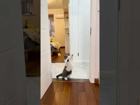 Cats - Cute and Funny Cat Videos