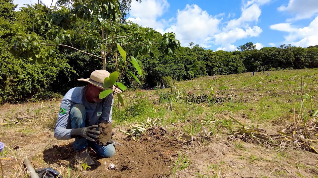Projeto Inaugural do Programa Nacional de Florestas Produtivas ...