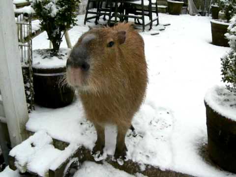 Saturday Matinee – Cold Capybara, Doodles in Math Class & Miles Davis ...