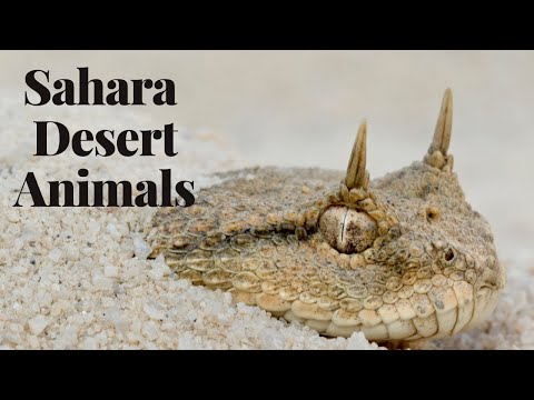 Sahara Desert Animals