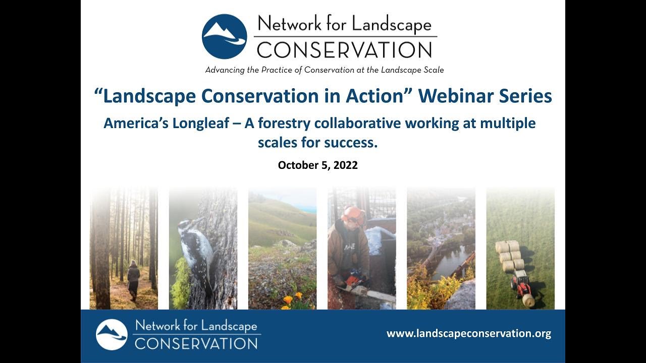 America’s Longleaf – A forestry collaborative working at multiple scales for success