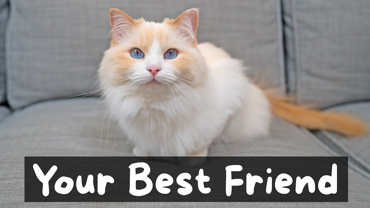 Pros and Cons of Owning a Cat | The Cat Butler