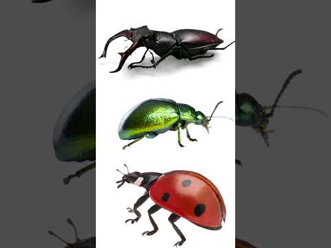 What is an Arthropod?