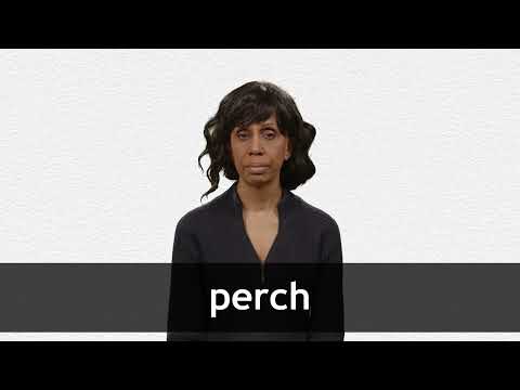 PERCH definition and meaning | Collins English Dictionary