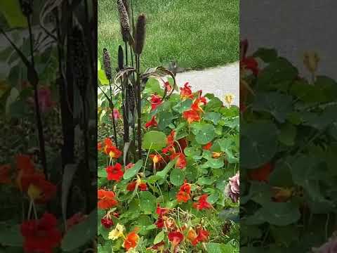 Rufous Hummingbird (female)💚🧡🤍
