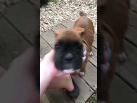 POV: YOU HAVE A BOXER PUPPY