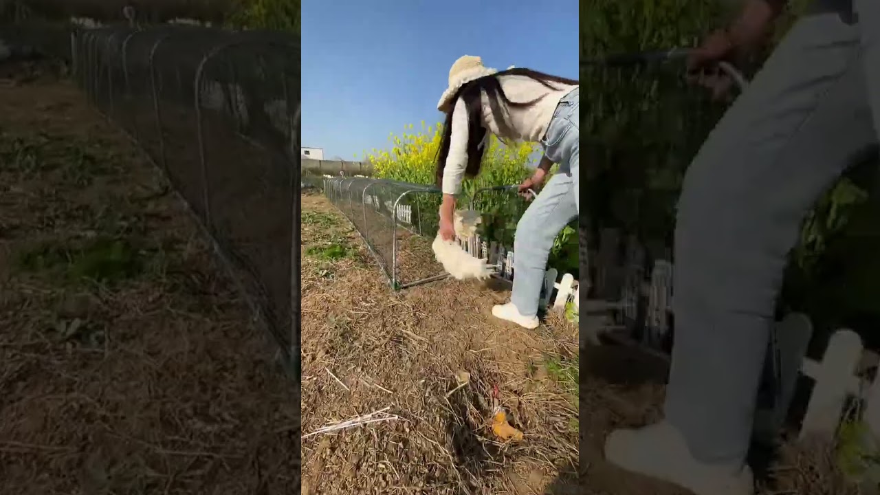 🔥🐓 Tunnel Farming + Free Range Chickens = Amazing Results! 🌾✨ #OrganicFarming #chicken #viral