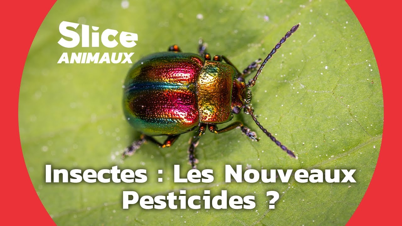 Documentaire | Les insectes, des pesticides naturels et efficaces