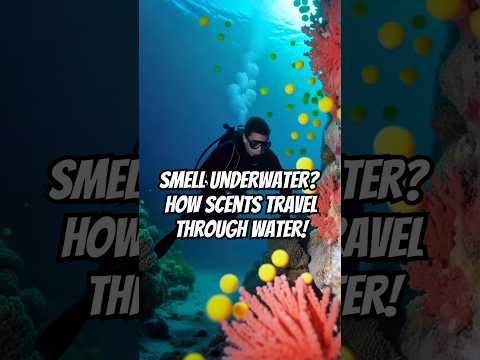 Smell Underwater? How Scents Travel Through Water! #facts #science #underwater #takethisfacts