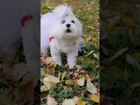 Cute maltese barking πΆπ±β€οΈ #shorts #youtubeshorts #dog
