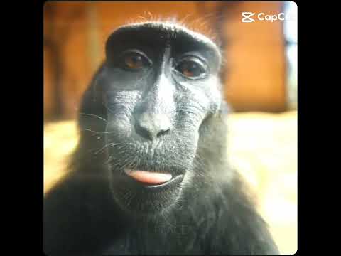 GORILLA RIZZ!