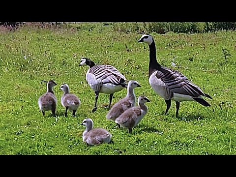 Gosling gaggle • @1MEMO 20250602 – 1-memo•com