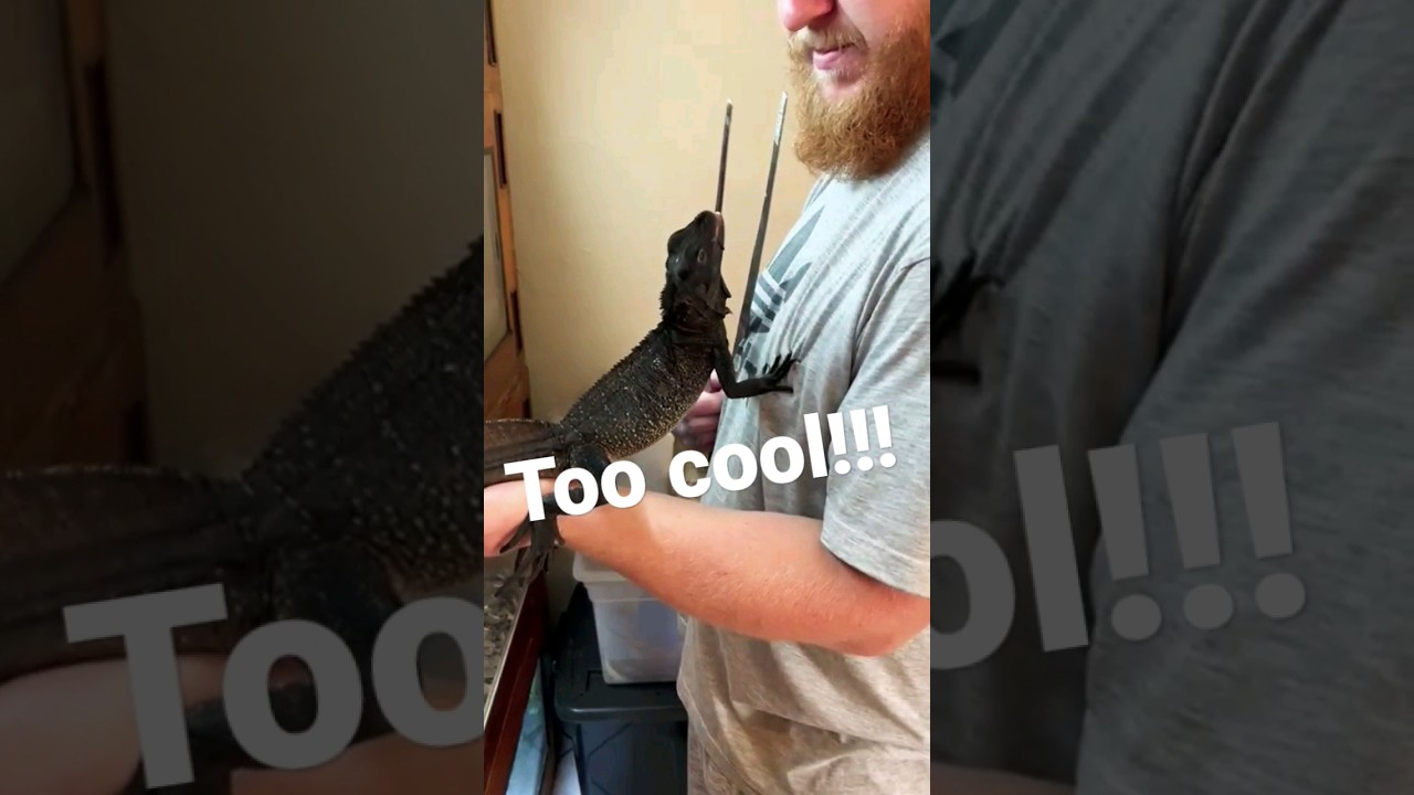 REAL LIVE DRAGON 🤯😍#shorts #sailfindragon #hydrosaurus #dragon
