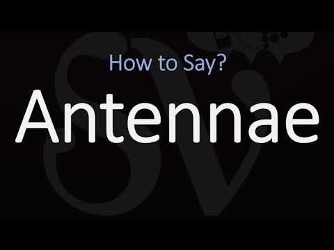 How to Pronounce Antennae? (CORRECTLY)