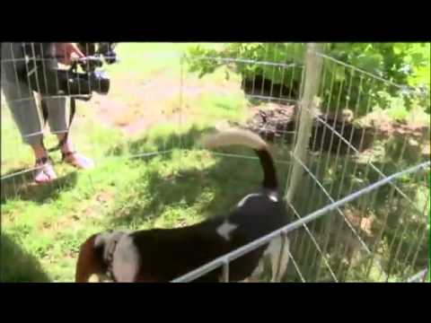Beagles Rescued From Lab That Tests on Animals