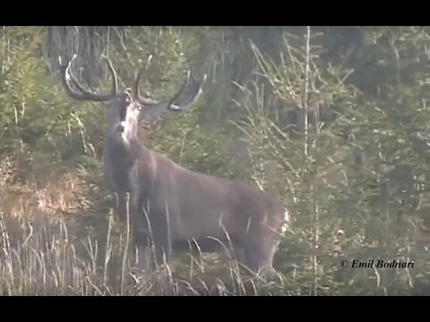 Cerbul carpatin – Animalele din Romania