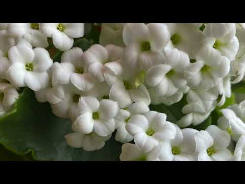 John 13 KJV - Read by Daniel