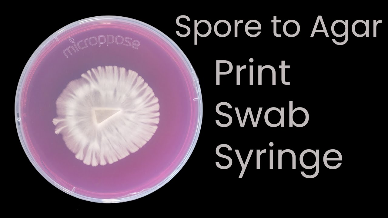 A Comprehensive Guide to Germinating Spores on Agar | Galaxy.ai