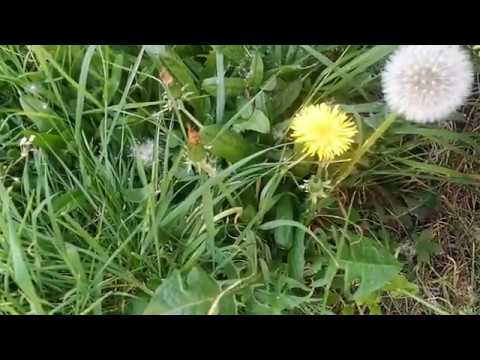 The Life Cycle Of a Dandelion